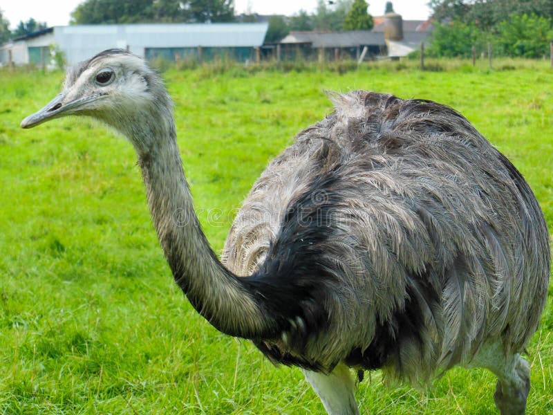 Emu Bird stock photo. Image of long, farming, outdoors - 43807614