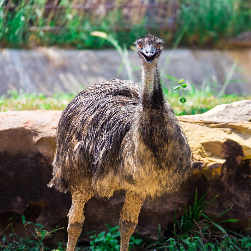 Emu bird. stock image. Image of neck, natural, cage, looking - 43452167