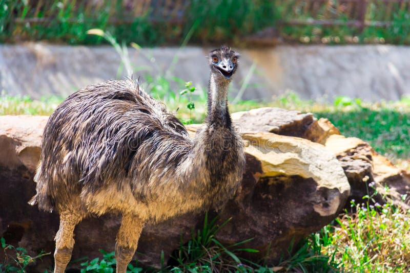 Emu bird. stock image. Image of large, environment, cage - 43452173