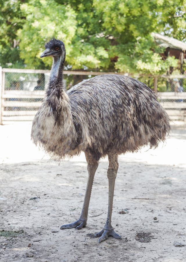 Emu bird in nature stock image. Image of wild, wildlife - 169503097