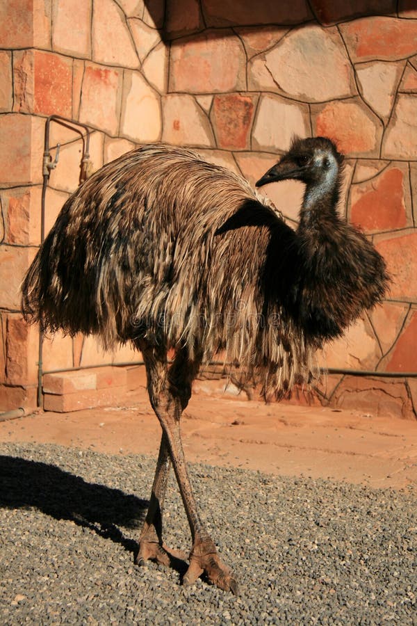 Emu Bird - the Red Centre, Australia Stock Image - Image of bird, head ...