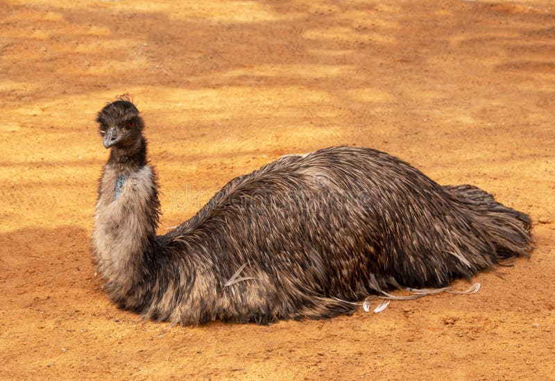 Emu bird on the sand stock image. Image of long, contrast - 171281083