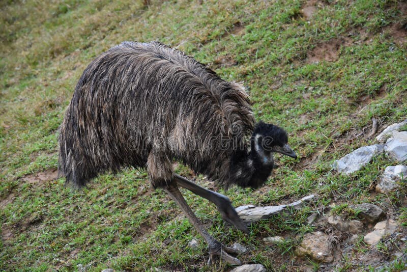 Emu stock image. Image of bird, close, looking, green - 82234025