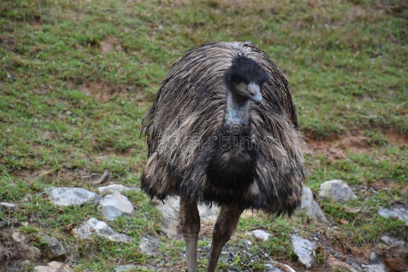 Emu stock photo. Image of dromaius, beak, nature, face - 82234236