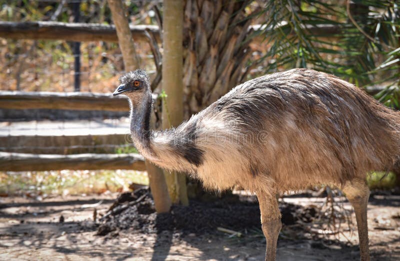 Emu stock photo. Image of feather, body, flightless - 112163406