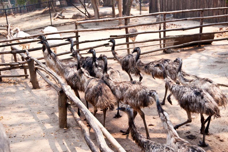 Emu birds stock photo. Image of naturally, outdoors, smiling - 28373604