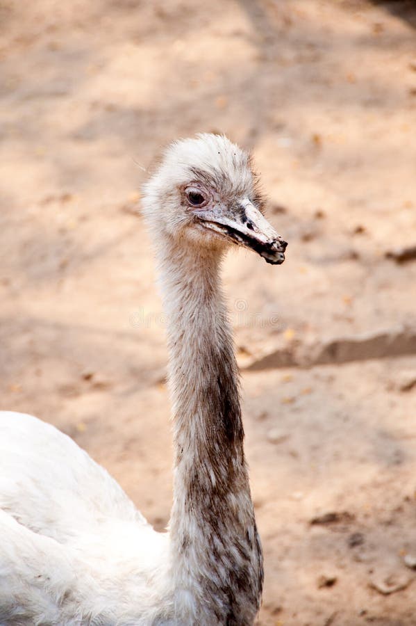 Emu birds stock image. Image of smiling, bill, single - 28373765