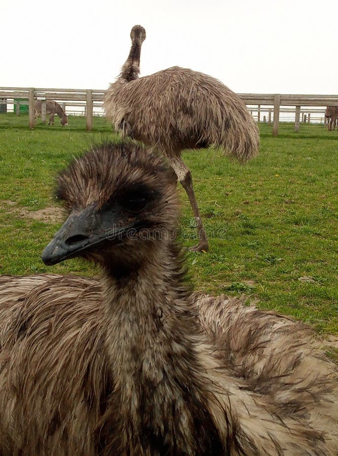Emu stock image. Image of chicken, mallard, animal, petting - 223607019