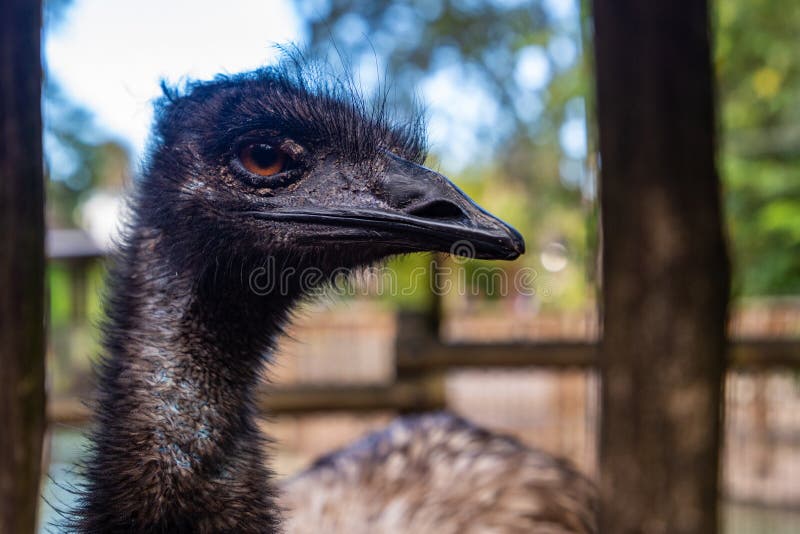 Emu with Black Feathers in Profile Stock Image - Image of nature, biota ...