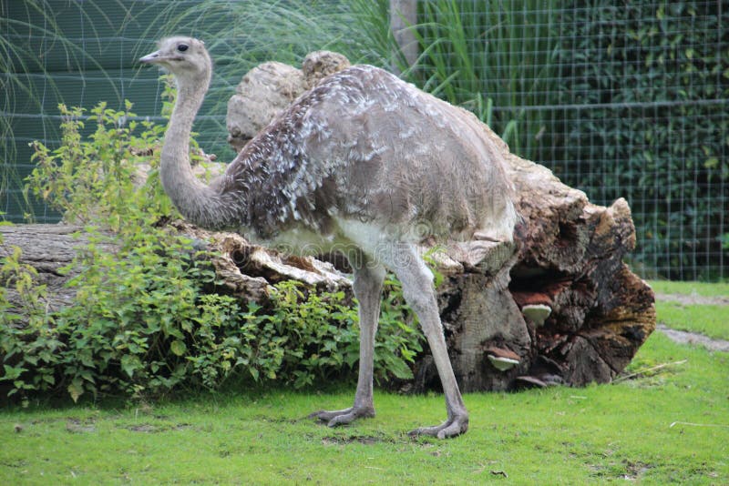 Emu at the ZOO stock image. Image of australia, feathered - 56701235