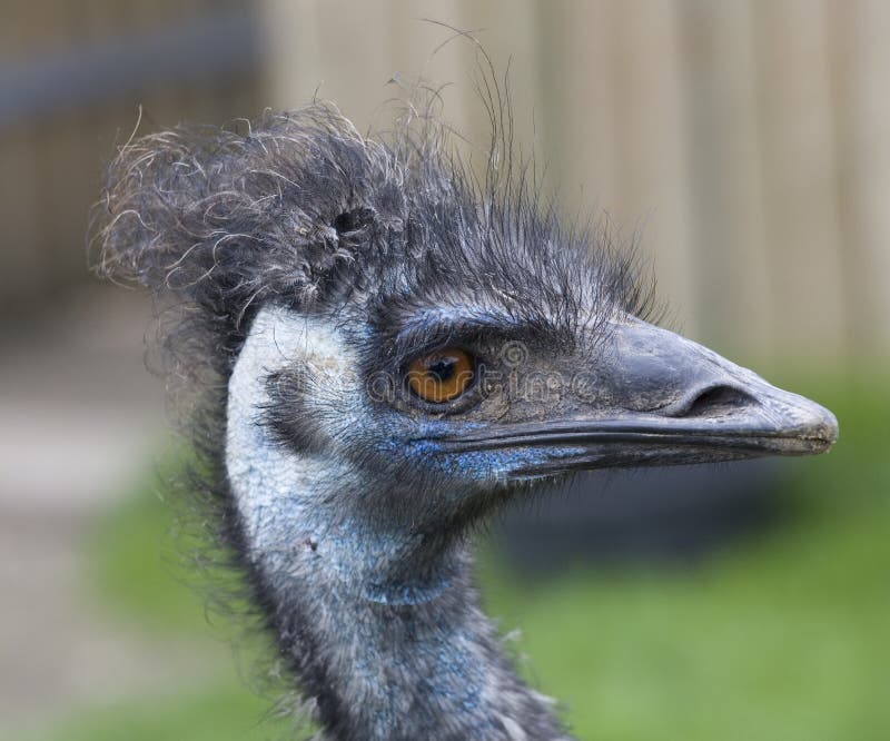 Emu Blue Head Close Up stock photo. Image of naturally - 3296622