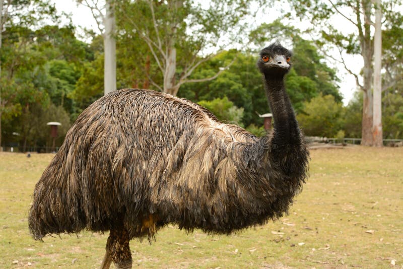 Angry emu stock image. Image of bird, nature, danger, black - 5802559