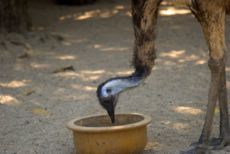 Emu, Butterworth, Malaysia stock image. Image of conservation - 38825551