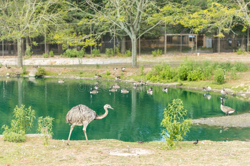 Emu Caminhando Com Fundo De Pata Imagem de Stock - Imagem de lagoa ...