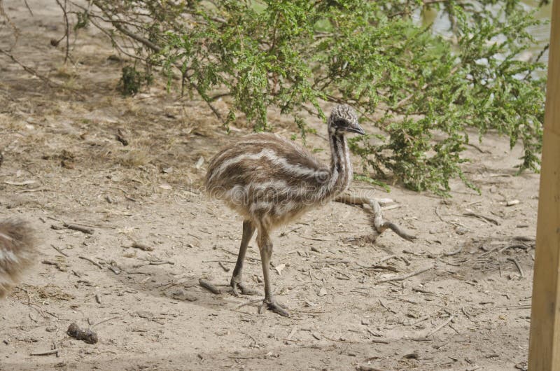 Emu chick stock photo. Image of bird, infant, striped - 100383158