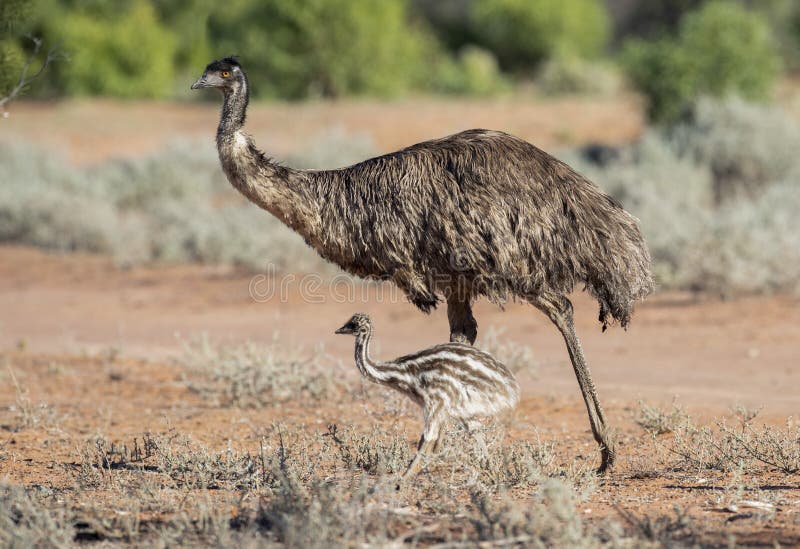 Emu with Chick in Outback Queensland. Stock Image - Image of australia ...