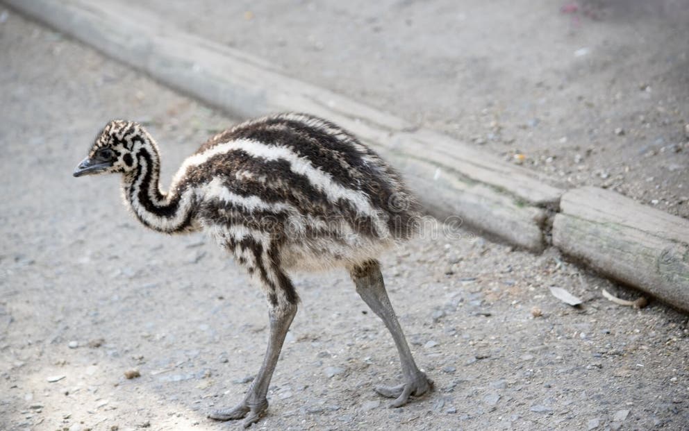 This is a Side View of an Emu Chick Stock Photo - Image of reserve ...