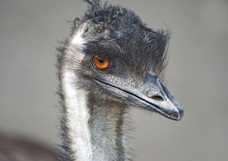Emu Close-up stock image. Image of large, flightless - 12593403