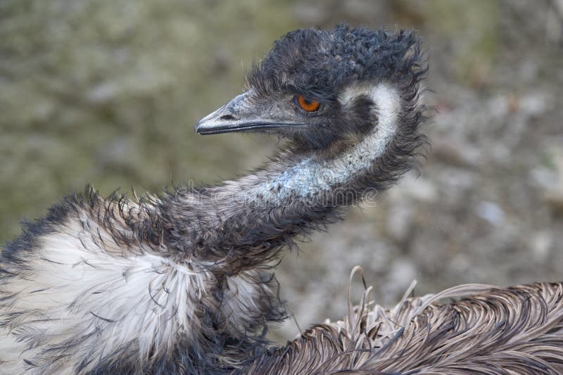 Emu Close-up stock image. Image of feathers, closeup - 12593509