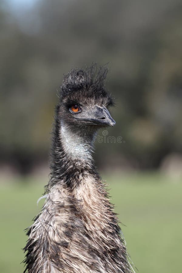 Emu close up stock photo. Image of exoitic, flightless - 22869444