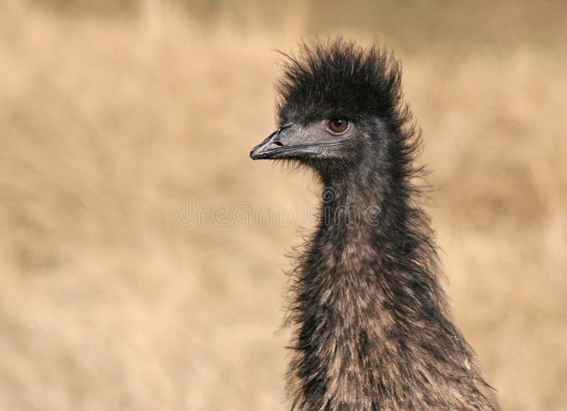 Australian Native Emu Close Up Stock Photo - Image of eyes, native ...