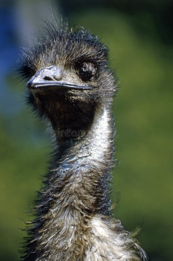 Emu stock photo. Image of animal, bird, fast, australia - 38660618