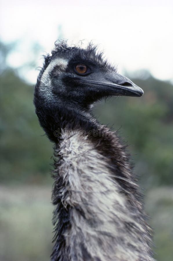 Emu stock photo. Image of fast, bird, forest, flightless - 38660854