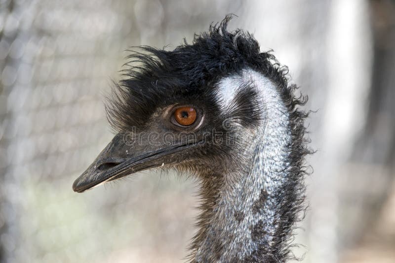 Emu stock photo. Image of side, eyes, grey, dark, close - 98272390