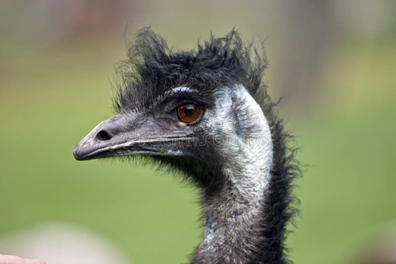 Emu stock photo. Image of flightless, eyelashes, australia - 102104766