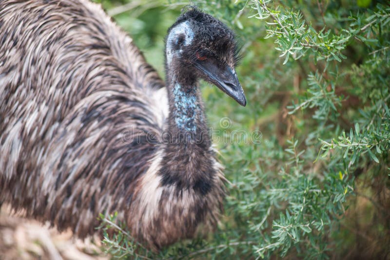 Emu close up, blue neck stock photo. Image of grass - 243445180