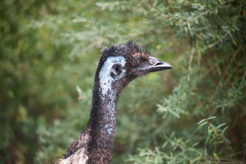 Emu close up, blue neck stock image. Image of blue, walking - 243445209
