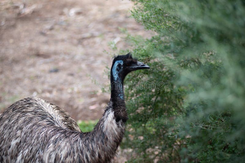 Emu close up, blue neck stock image. Image of bird, grey - 243445235