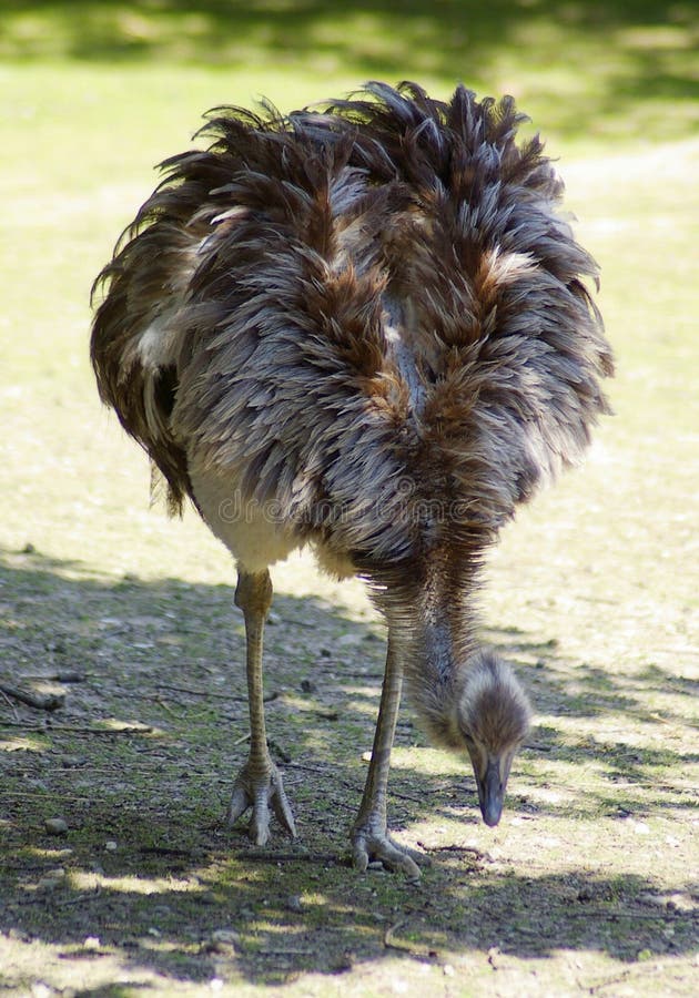Emu stock photo. Image of isolated, close, hair, australia - 74330498