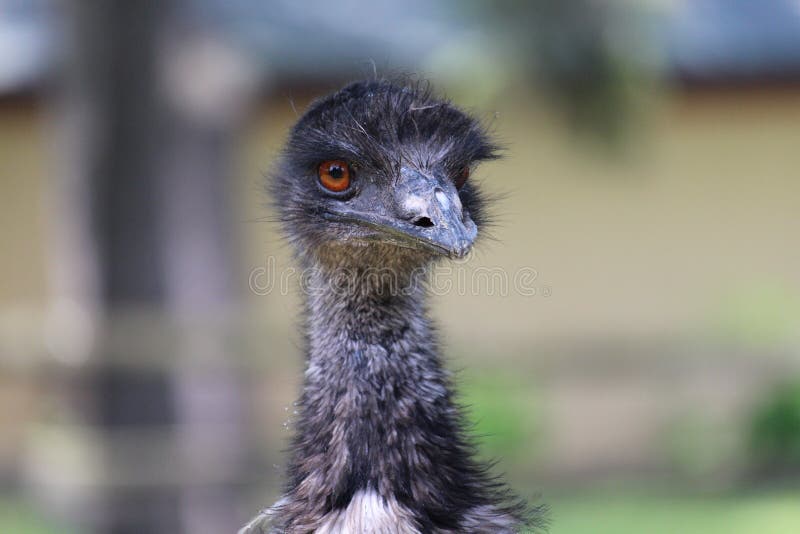 Crazy Emu stock photo. Image of scary, giant, crazy, large - 13082348