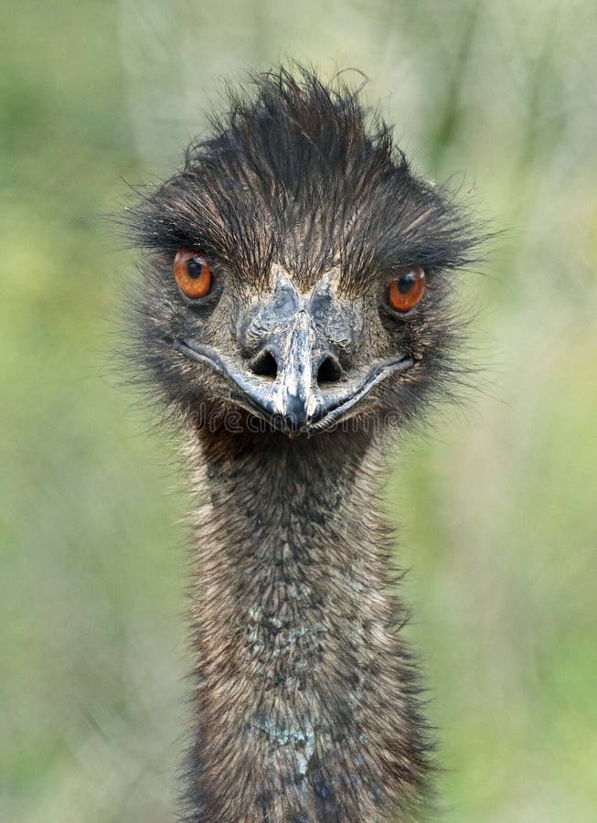 Emu Head Close Up In The Sunlight Stock Image - Image of sunlight, bird ...