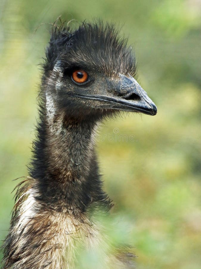 Emu stock image. Image of looking, aggression, runner - 54406023