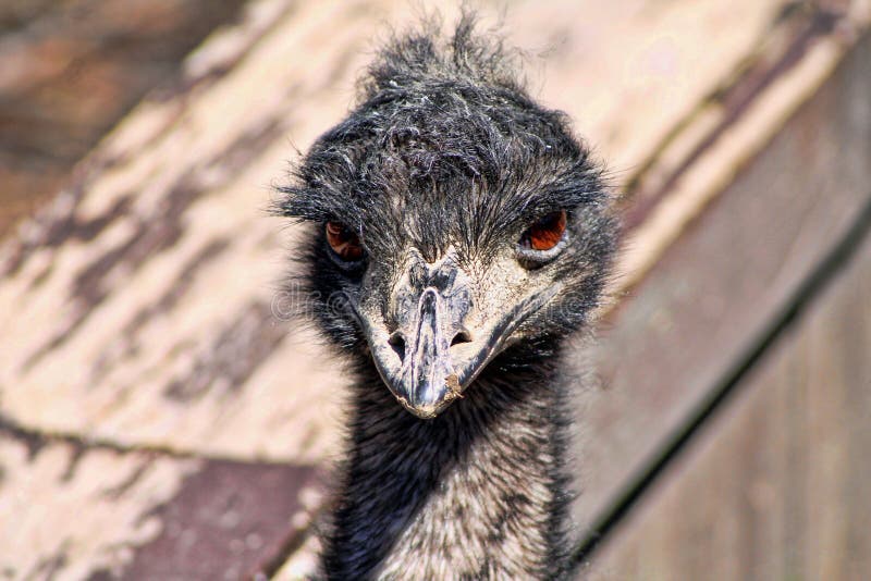 Emu Close up stock image. Image of africa, macro, farm - 57182619