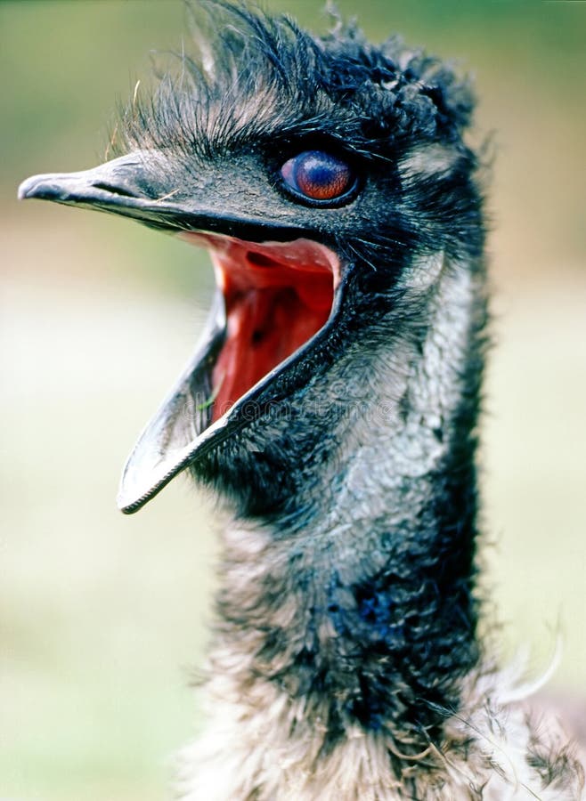 Emu Staring with Its Wide Open Bright Orange Eyes Stock Image - Image ...