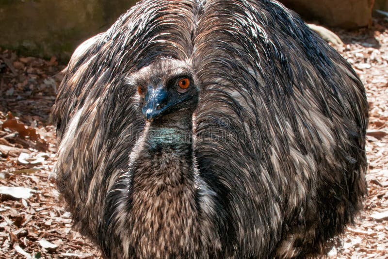 Emu close up portrait stock photo. Image of animal, curious - 53157506