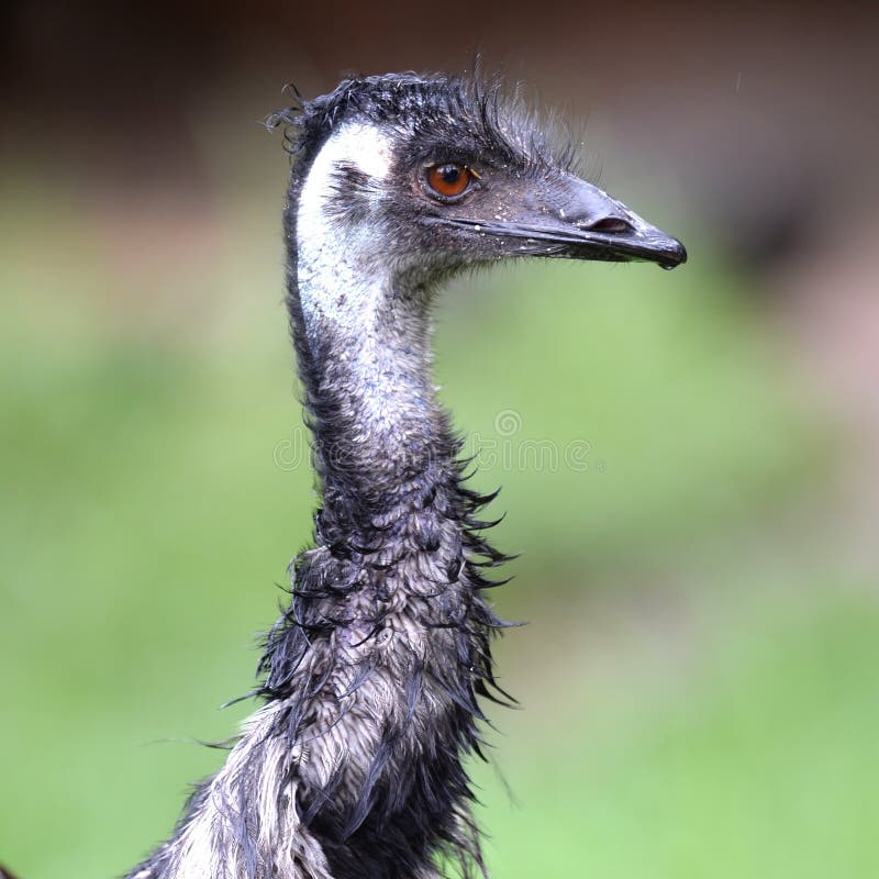 Green emu eggs stock image. Image of bird, pile, hard - 2120269