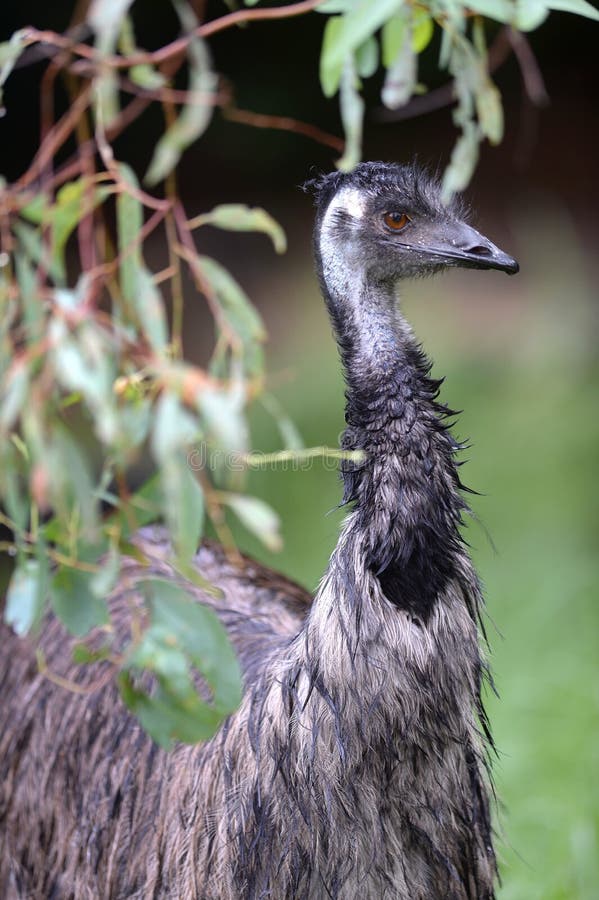 Emu stock image. Image of hungry, green, flightless, chick - 40588927