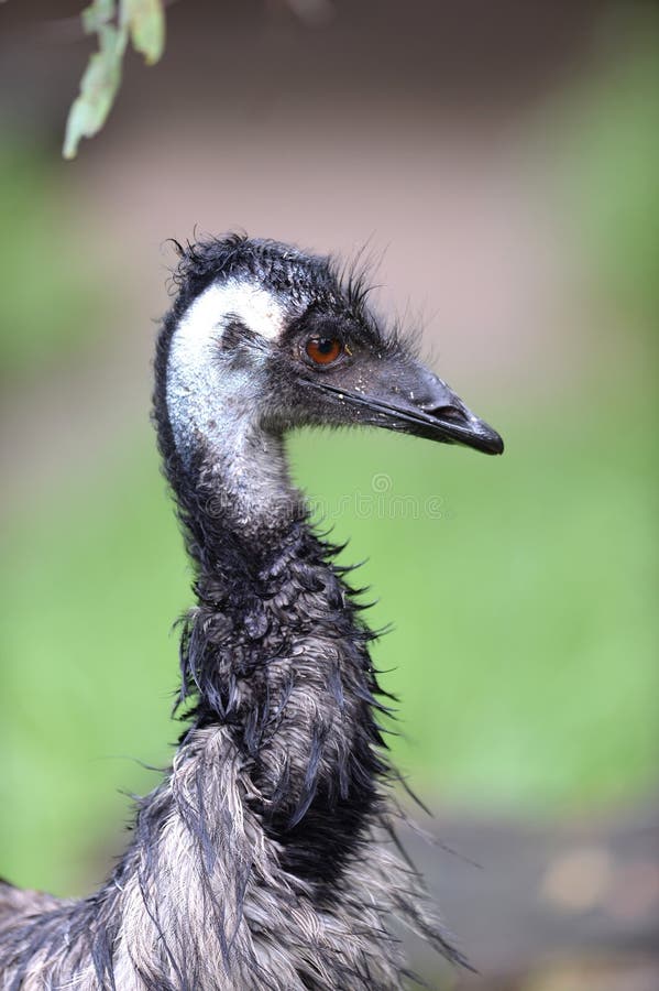 Emu stock photo. Image of australia, african, black, bunch - 40588930