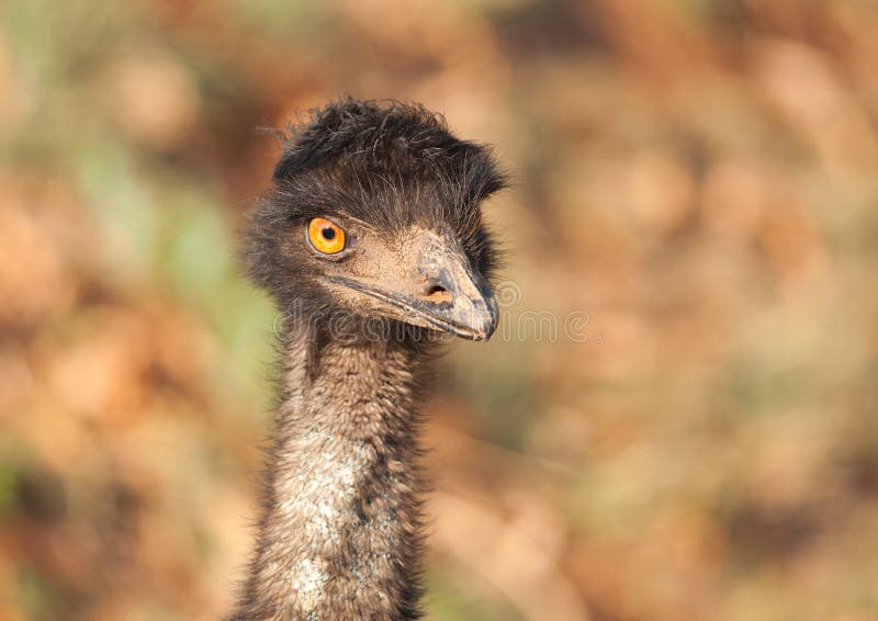 Emu closeup stock photo. Image of bird, head, yellow - 21674016