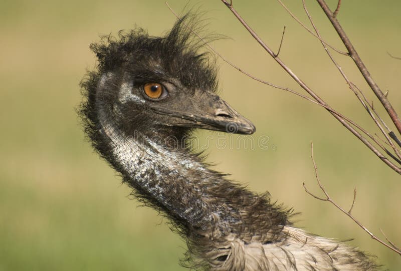Emu Closeup stock image. Image of head, birds, feather - 29393747