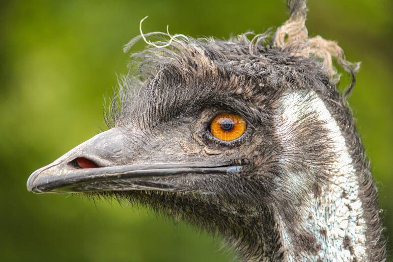 3,487 Emu Eye Photos - Free & Royalty-Free Stock Photos from Dreamstime