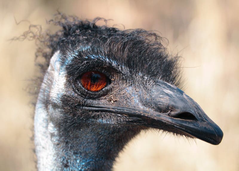 An Emu Cute Closeup Face with the Unique Funny Hairstyle Stock Photo ...