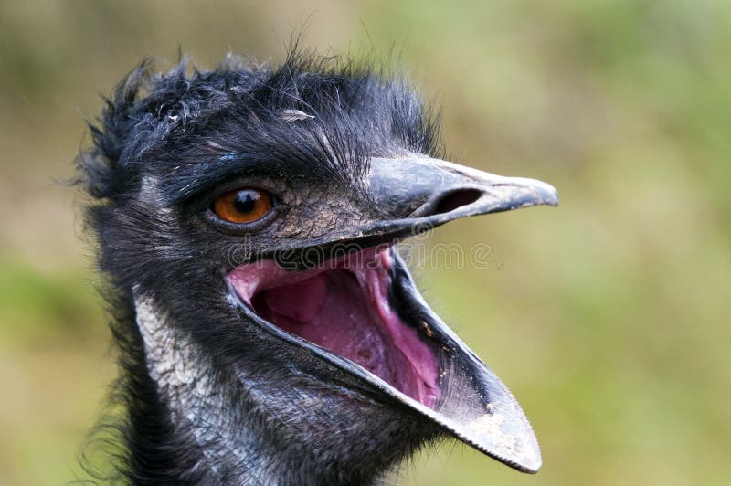Funny Photo of Emu Close Up Stock Photo - Image of beak, hair: 30533240
