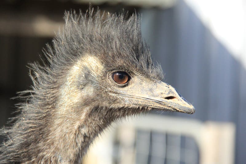 Angry Emu Stock Photos - Free & Royalty-Free Stock Photos from Dreamstime