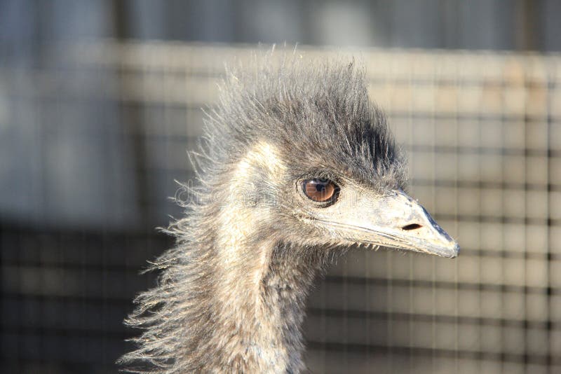 Angry Emu Stock Photos - Free & Royalty-Free Stock Photos from Dreamstime