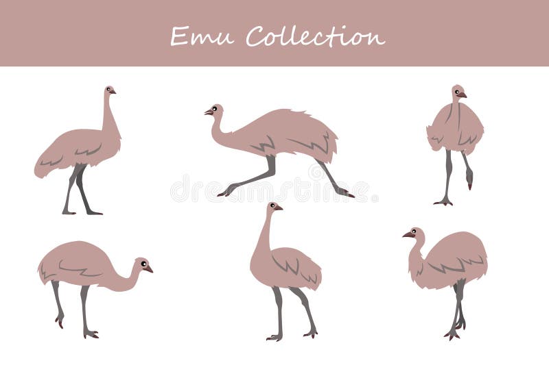 Emu Collection. Emu in Different Poses. Vector Illustration Stock ...